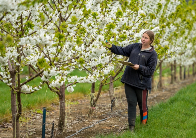 We grow cherry fruit using Central Otago's rich cherry growing tradition